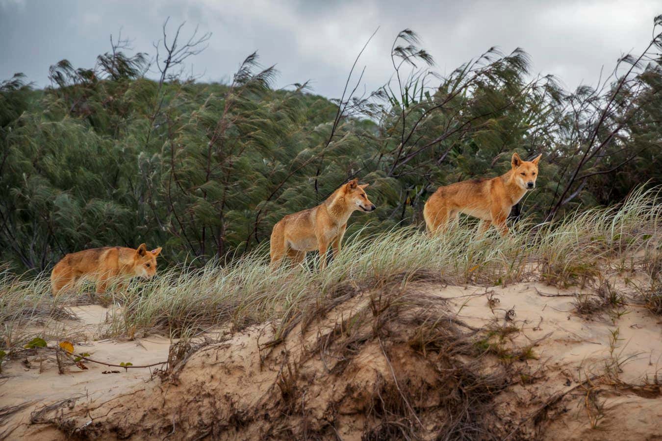 Evolutionary story of Australia's dingoes revealed by ancient DNA ...