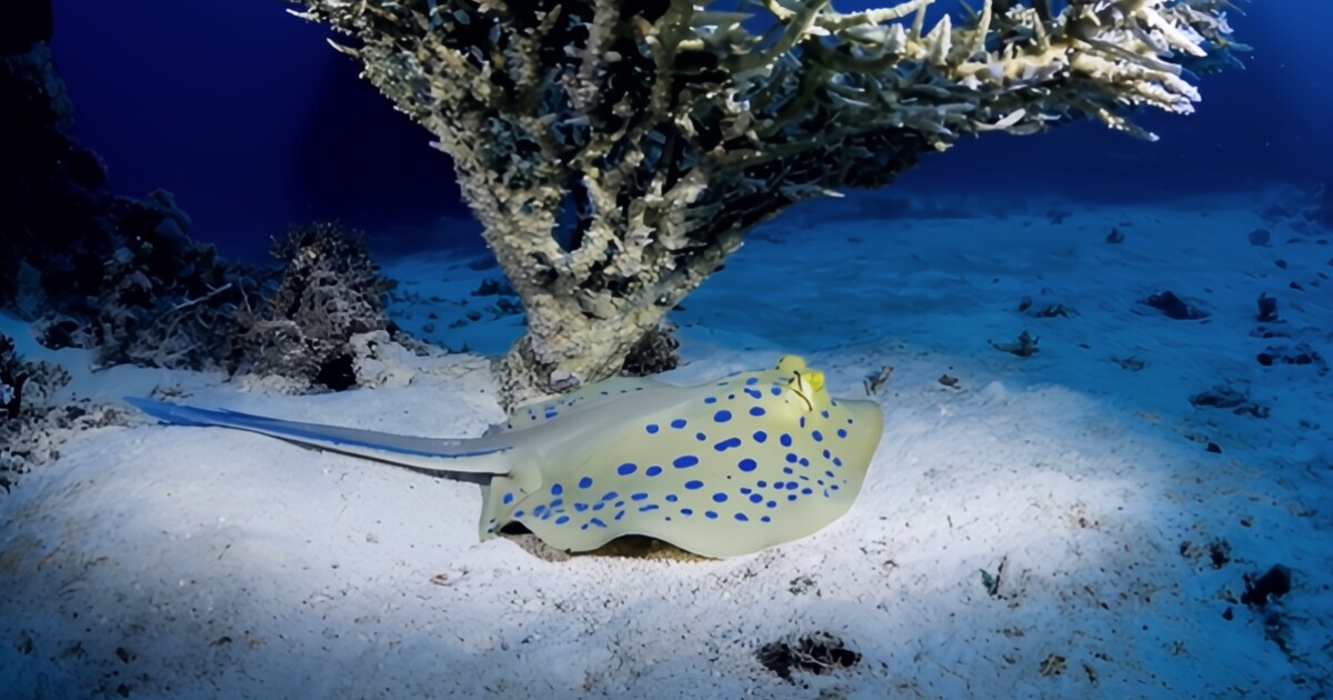 Ribbontail rays produce their dazzling blue spots without pigments ...