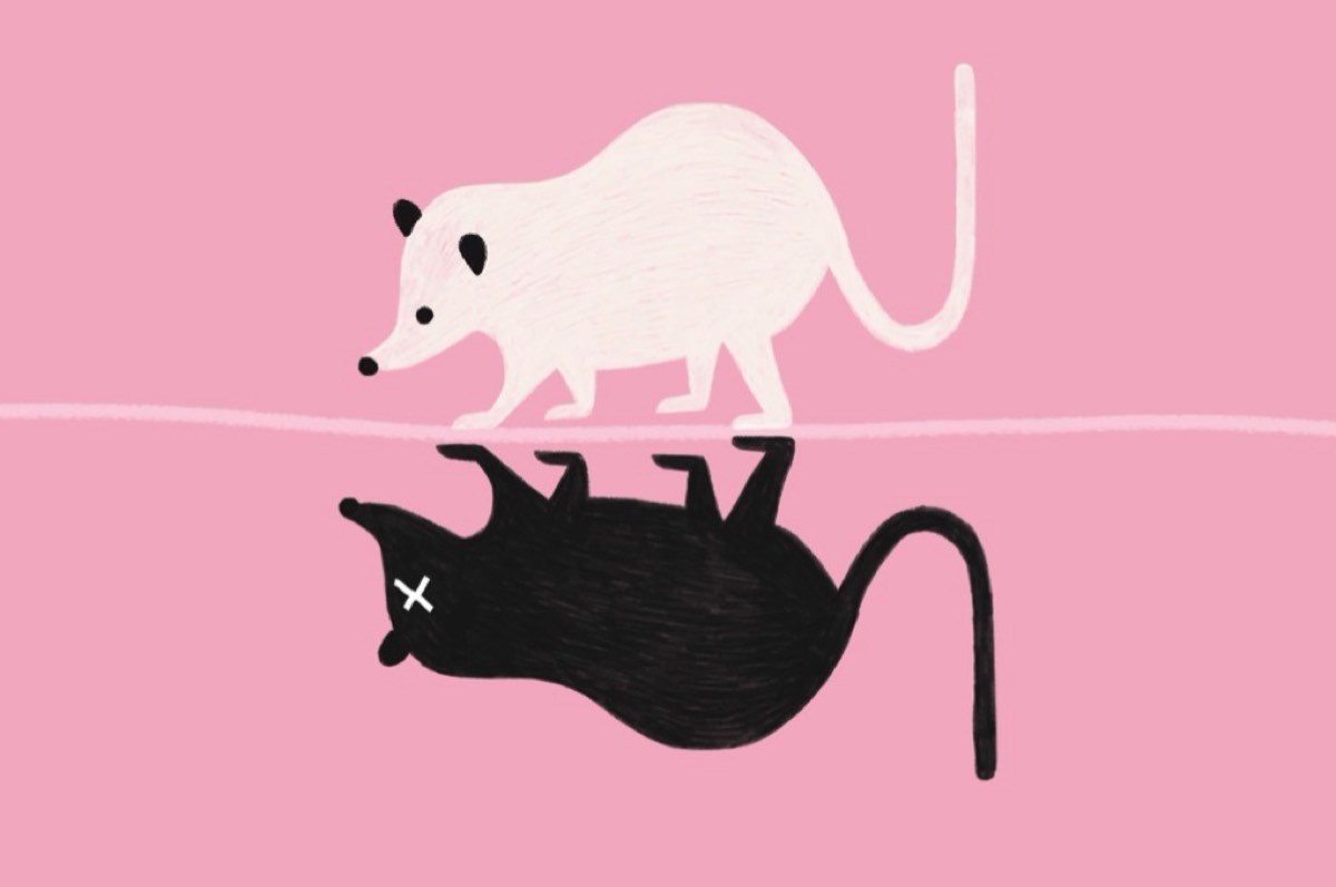 What we can learn from animals about death and mortality - Kowatek ...