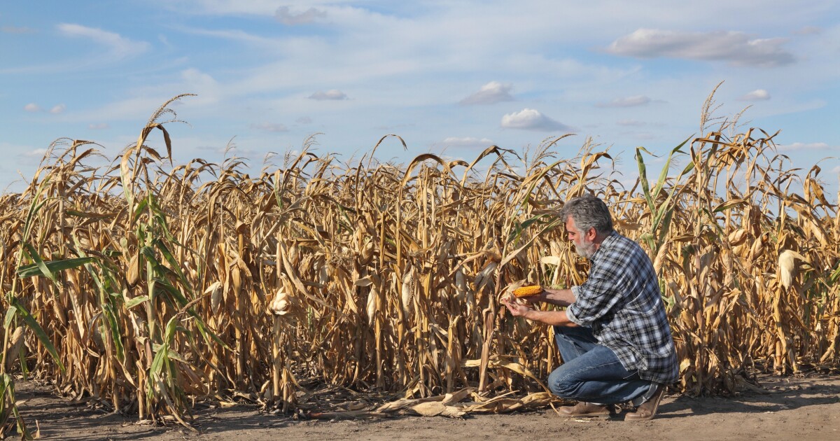 Portable device spots drought-stressed crops before it's too late ...