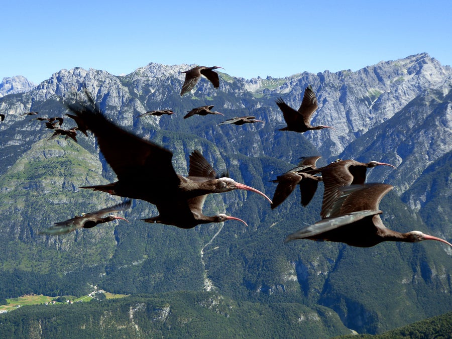 Flying Conservationists Teach Endangered Birds to Migrate - Kowatek ...
