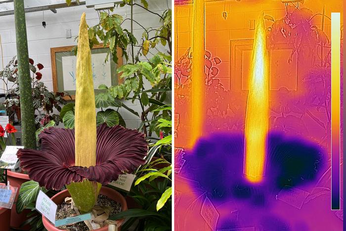 Scientists Identify New Chemical Behind Corpse Flower's Rotting Smell ...