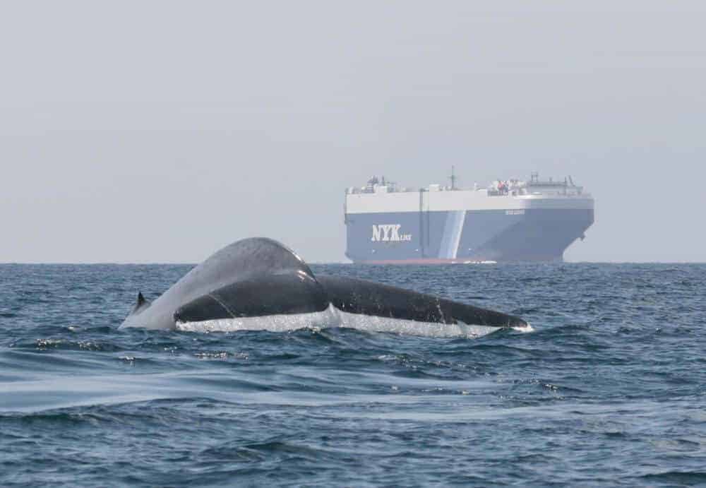 Global Study Maps Whale-Ship Collision Risk: 92% of Whale Habitats ...