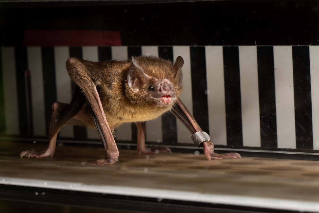 Vampire bats run on a treadmill to reveal their strange metabolism ...