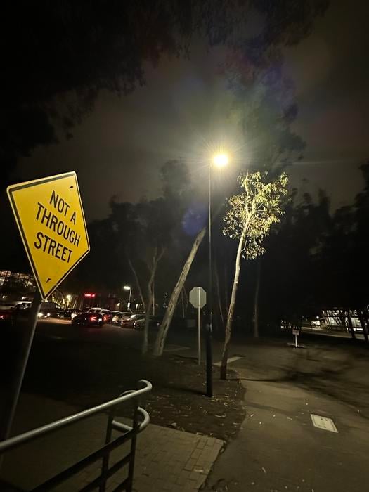 Light Pollution Disrupts Bee Sleep Patterns, Threatening Vital ...