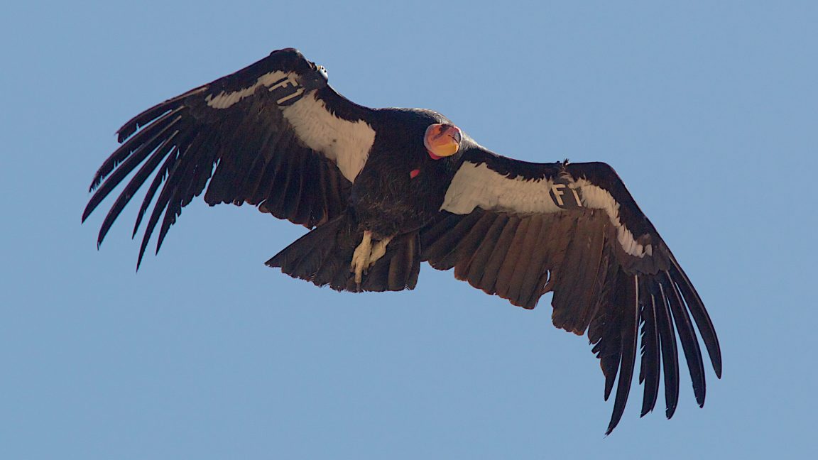 Return of the California Condor – Kowatek Solar LTD