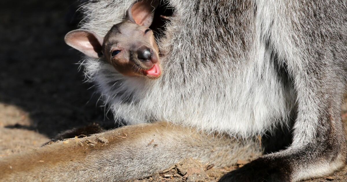 World's first kangaroo embryo made by humans - Kowatek Solar LTD